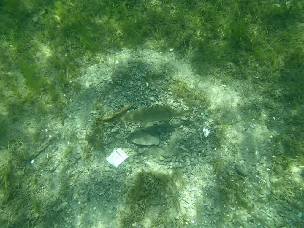 Rideau Lakes backs bass spawning sanctuaries at ROMA 2026